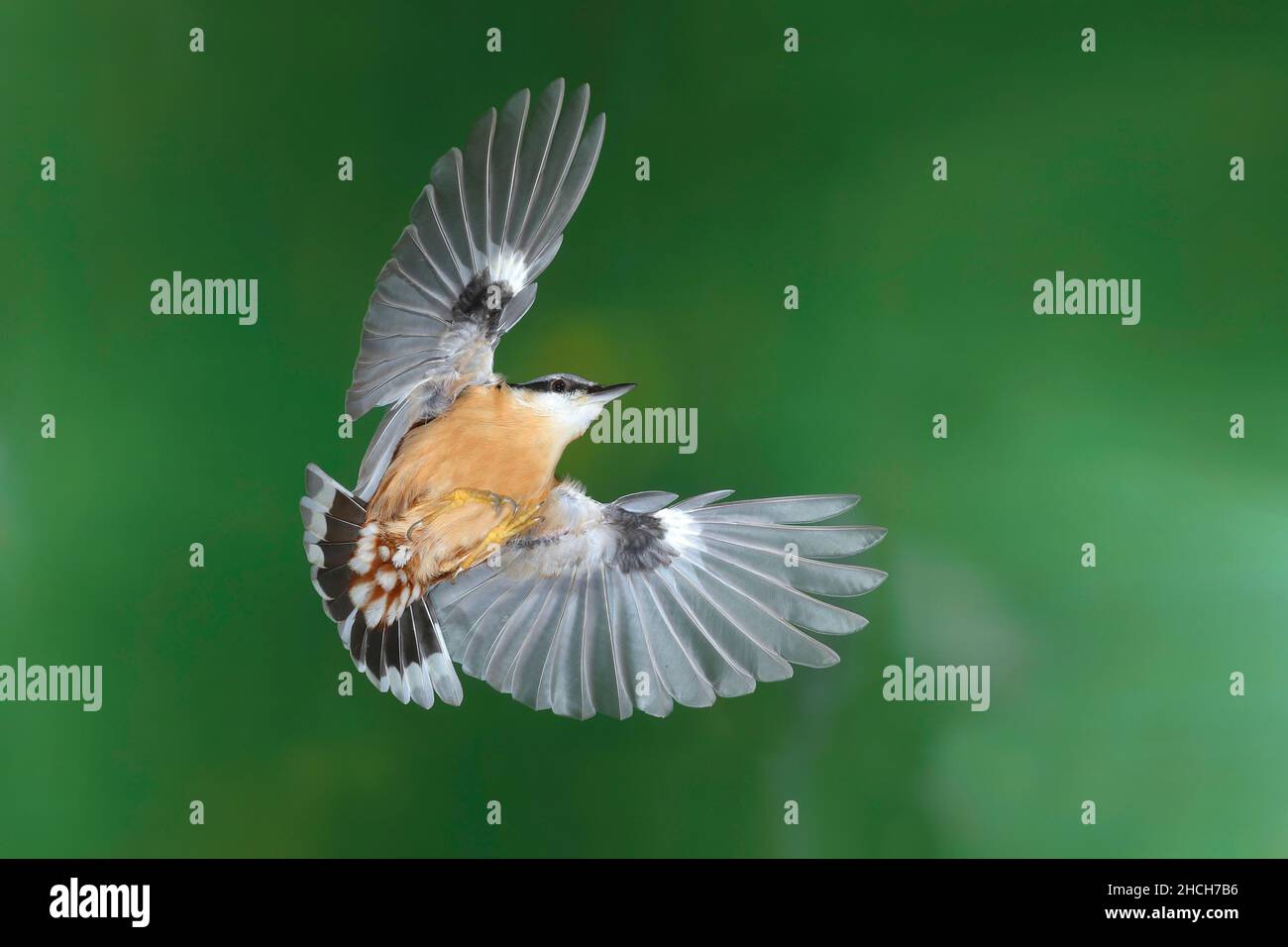 Nuthatch in flight hi-res stock photography and images - Alamy