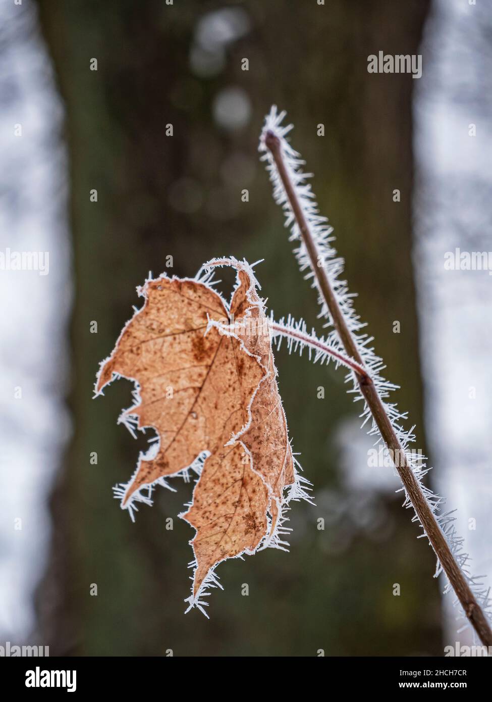 Frozen leaf in front of tree trunk Stock Photo - Alamy