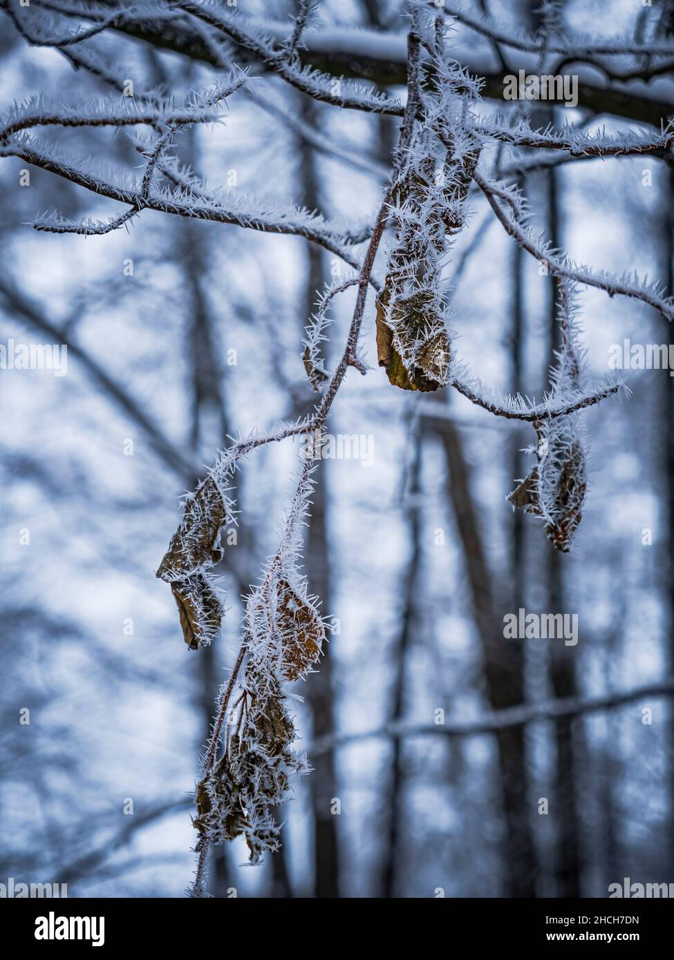 Frozen nature in December Stock Photo - Alamy