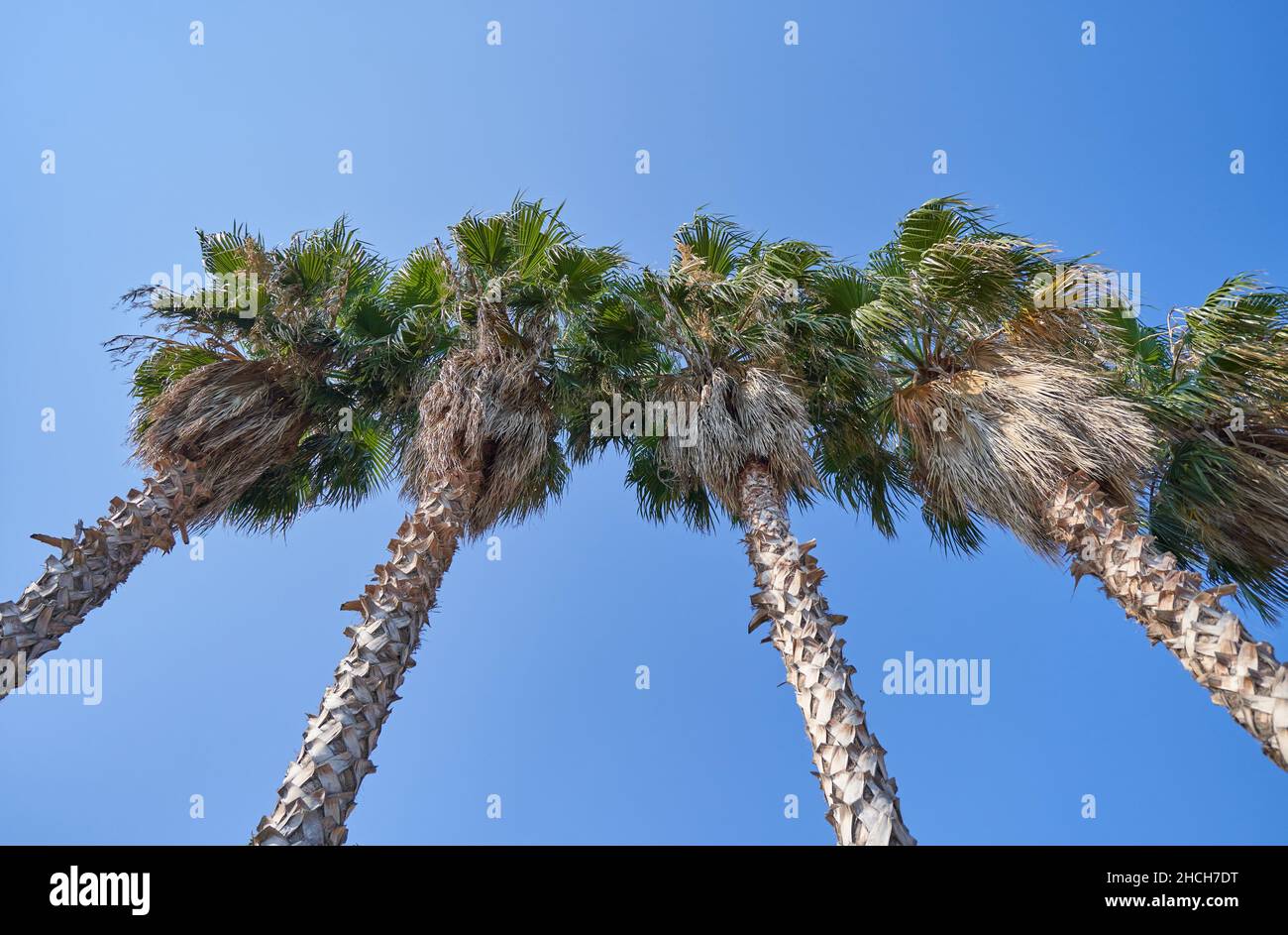 Tall palm tree hi-res stock photography and images - Alamy