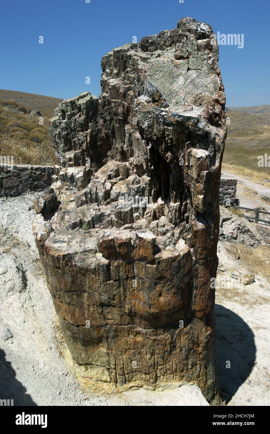 Petrified tree trunk hi-res stock photography and images - Alamy