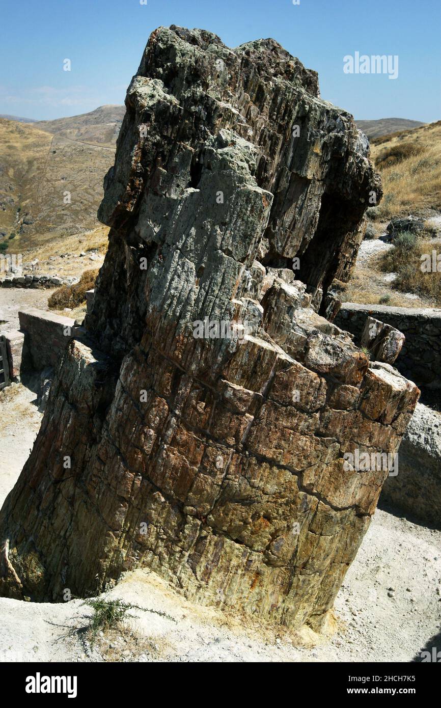 A petrified tree trunk with a circumference of 8.3 metres at the ...