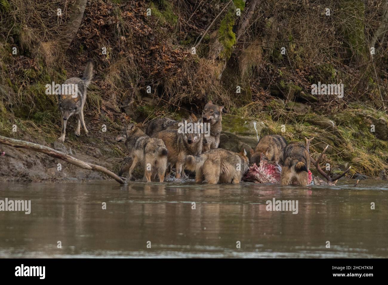 The Wolves eating a deer. Bieszczady Mountains, Carpathians, Poland ...