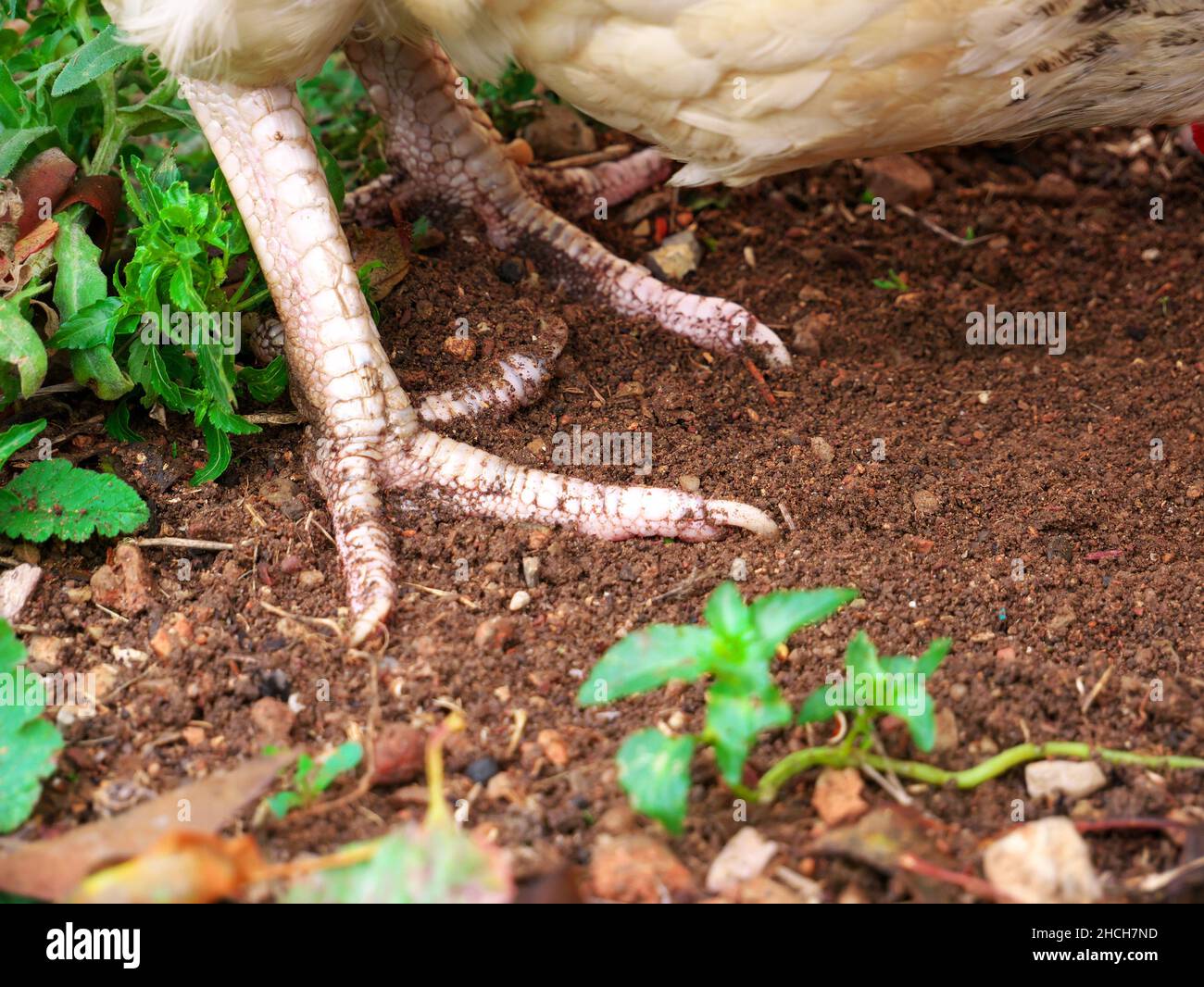 Beautiful pet hen hi-res stock photography and images - Alamy