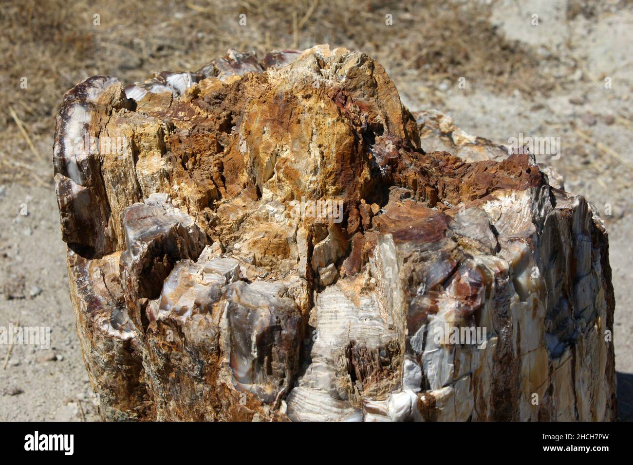 The top of a petrified tree trunk at the Petrified Forest of Lesbos on ...
