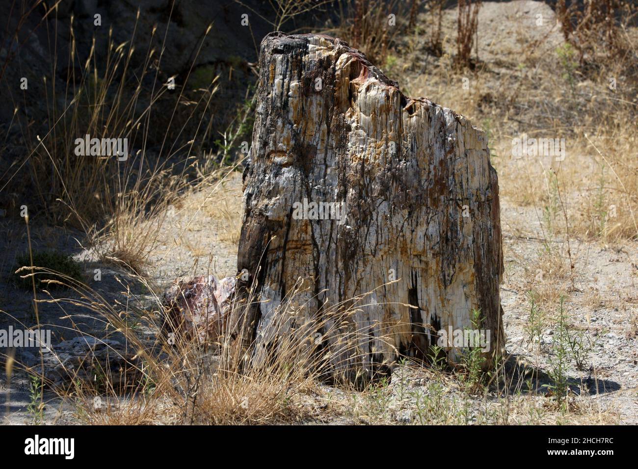 A petrified tree trunk at the Petrified Forest of Lesbos on Lesvos ...