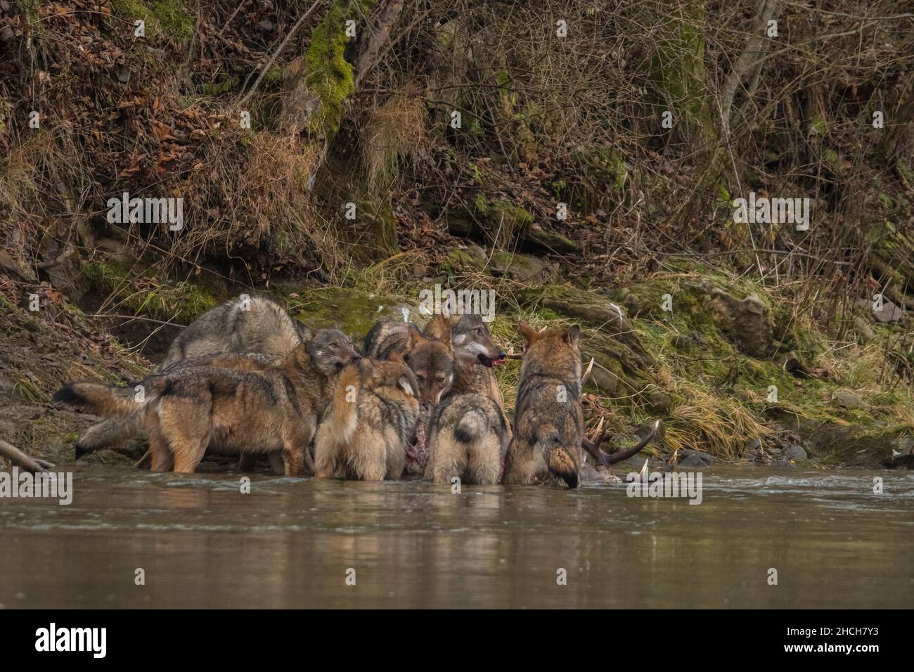 Grey wolves europe hi-res stock photography and images - Alamy