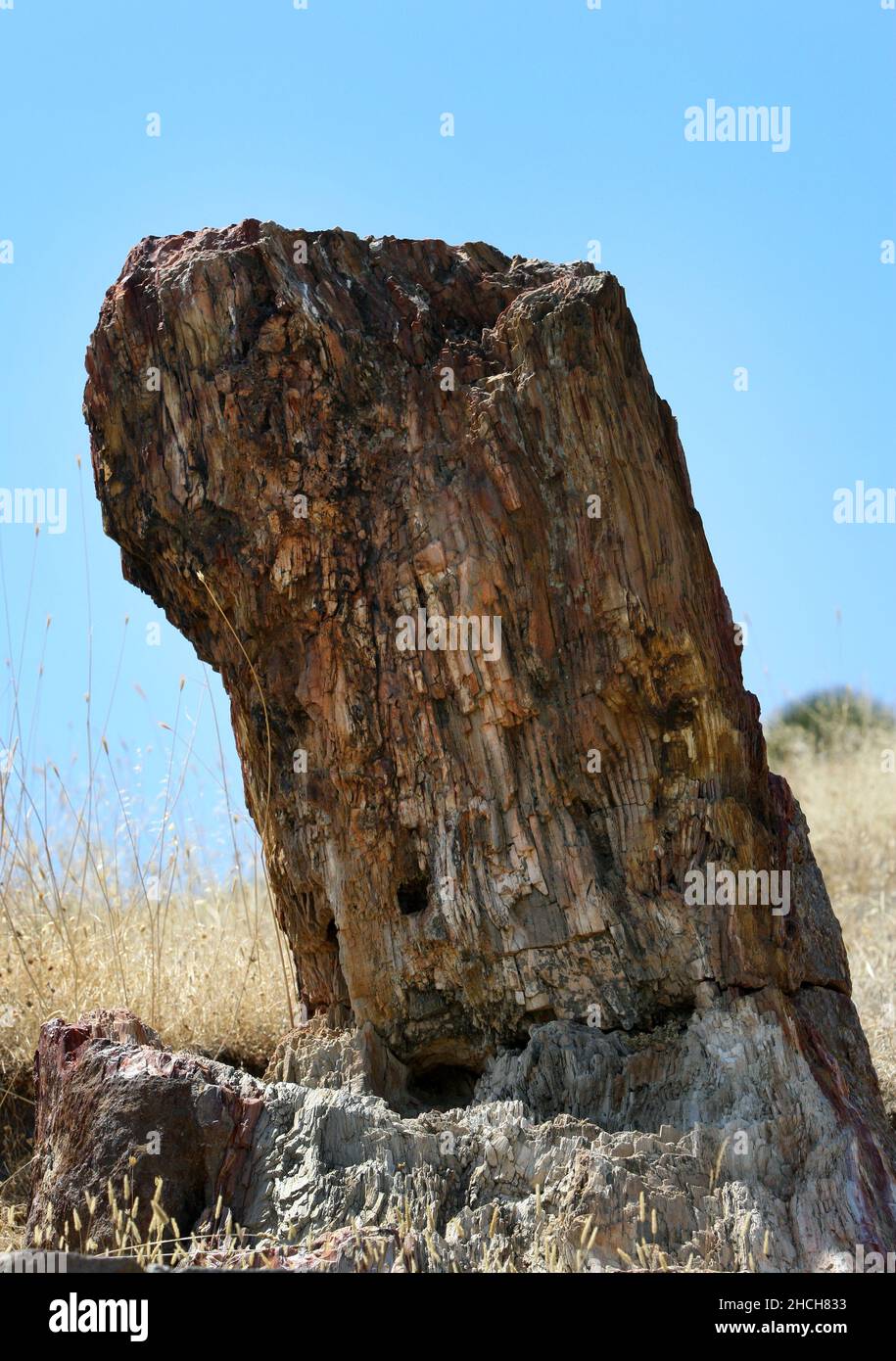 Petrified tree trunk hi-res stock photography and images - Alamy