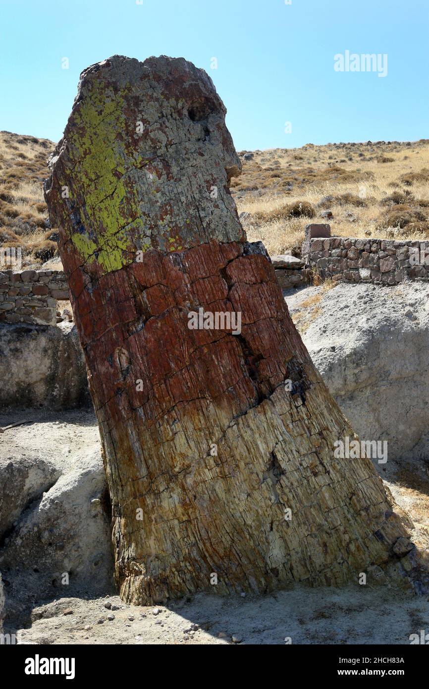 A petrified tree trunk with a circumference of 8.3 metres at the ...