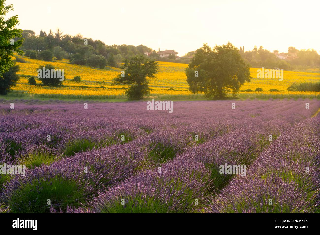 lavender fields at sunset, Corinaldo, Marche, Italy Stock Photo - Alamy