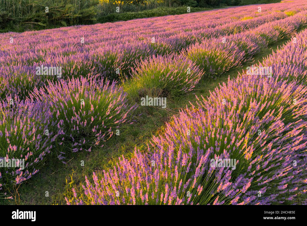 Corinaldo italy marche hi-res stock photography and images - Alamy