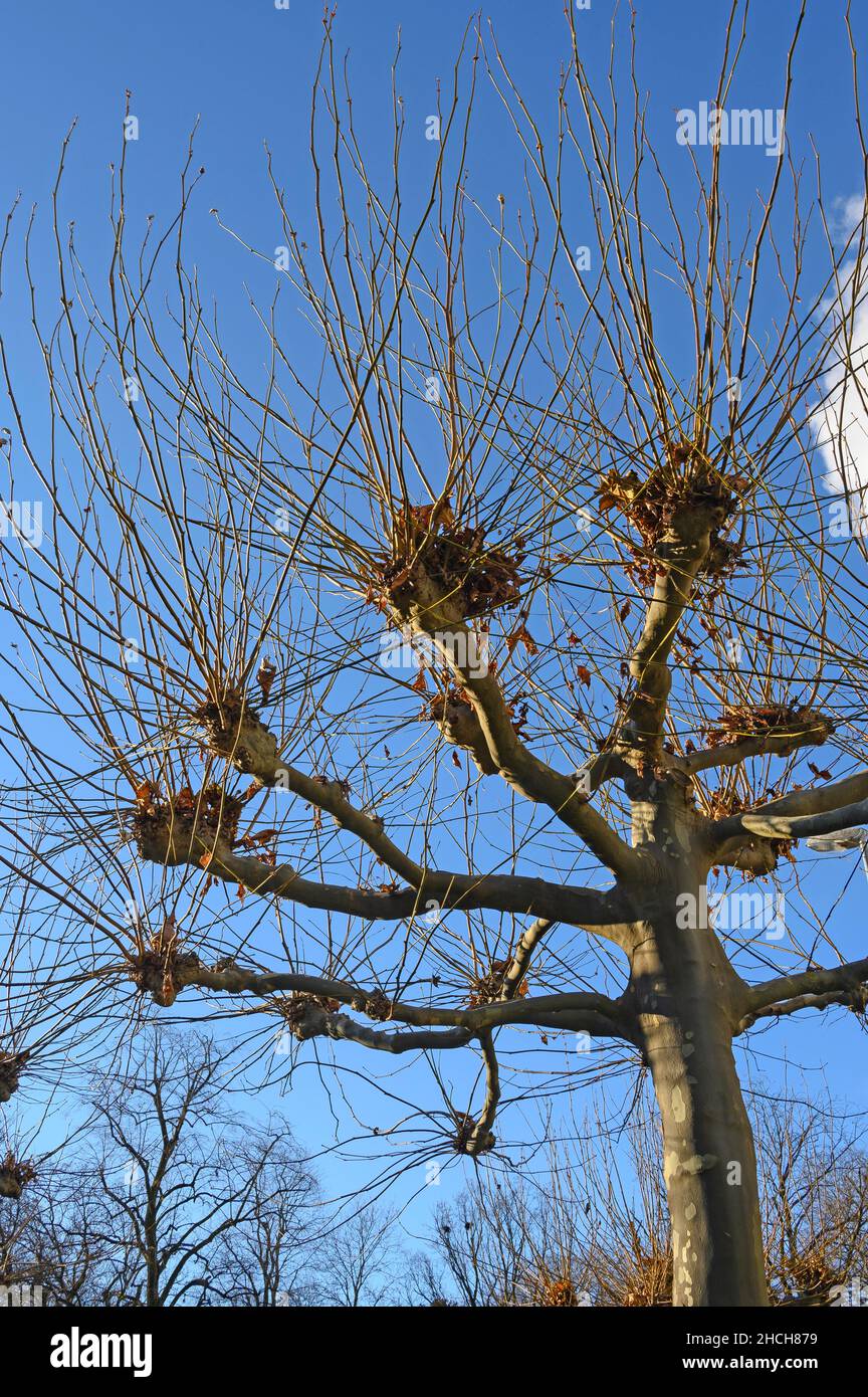 Plane tree autumn hi-res stock photography and images - Alamy