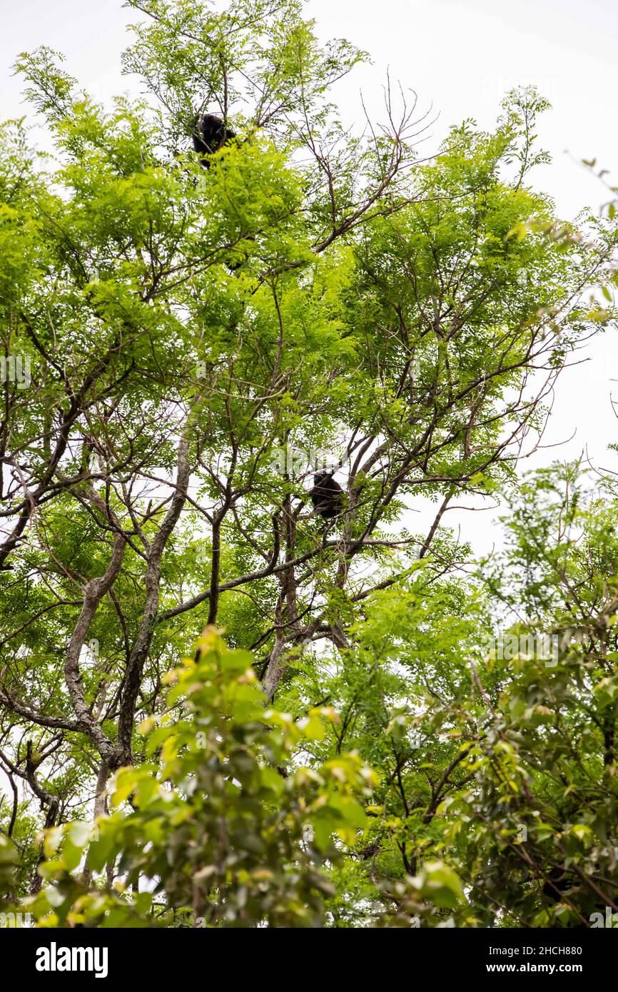 The mantled howler (Alouatta palliata), or golden-mantled howling ...