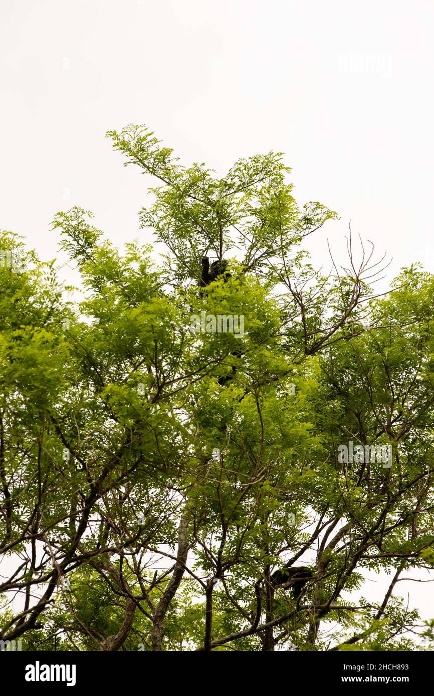 The mantled howler (Alouatta palliata), or golden-mantled howling ...