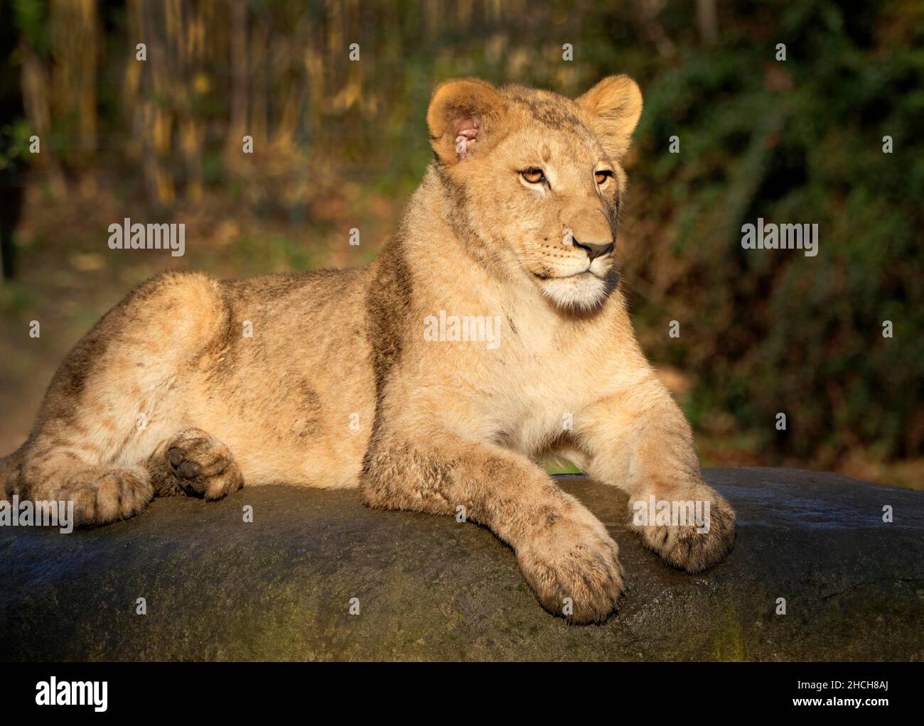 Young African lion (Panthera leo), captive, Germany Stock Photo - Alamy Young African lion (Panthera leo), captive, Germany Stock Photo - Alamy
