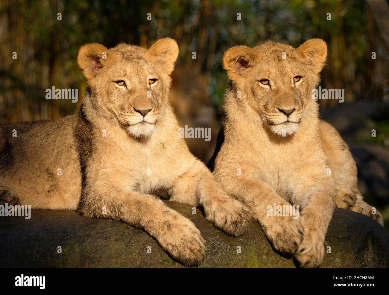 Young African lion (Panthera leo), captive, Germany Stock Photo - Alamy Young African lion (Panthera leo), captive, Germany Stock Photo - Alamy
