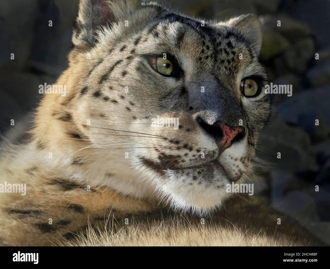 Snow leopard (Panthera uncia), adult, animal portrait, captive, Germany ...