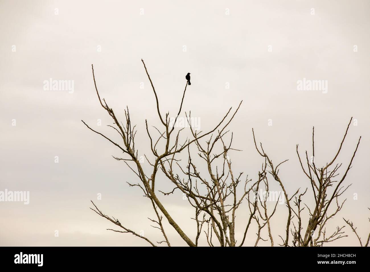 Arenal volcanic biodiversity hi-res stock photography and images - Alamy