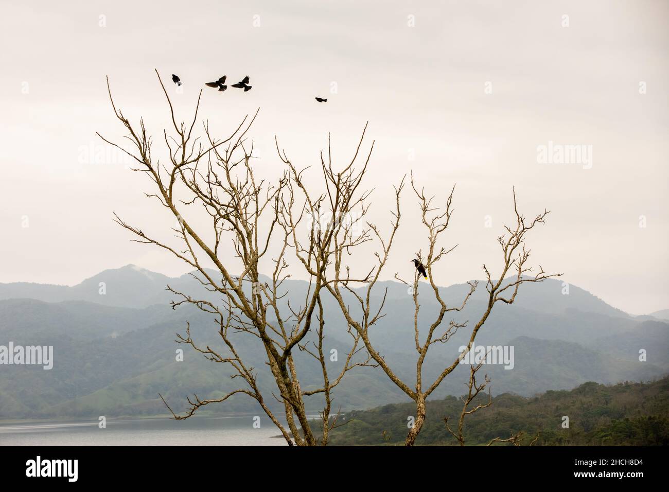 Arenal volcano and arenal cloud forest in the mist in Arenal region ...