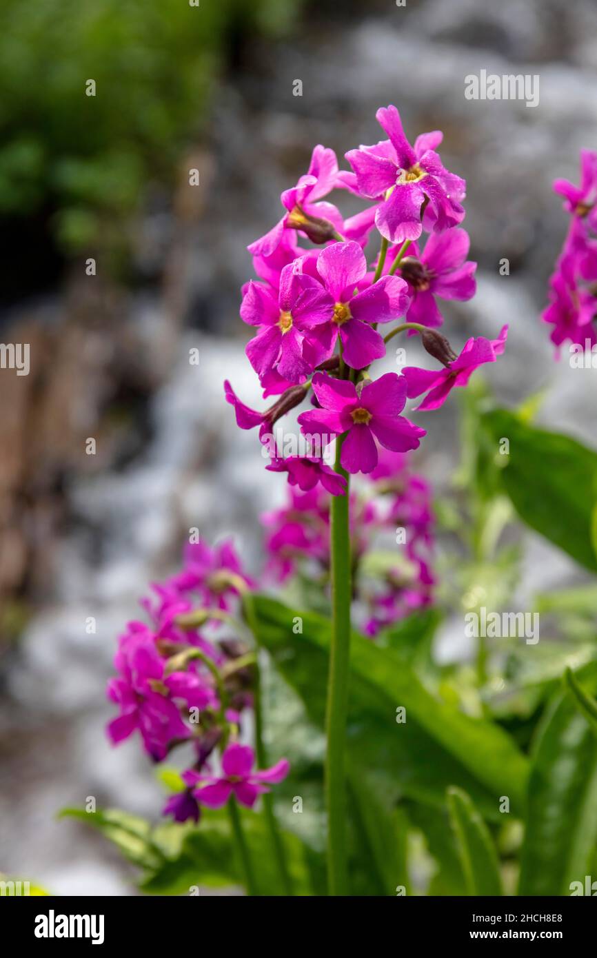 Indian primrose hi-res stock photography and images - Alamy