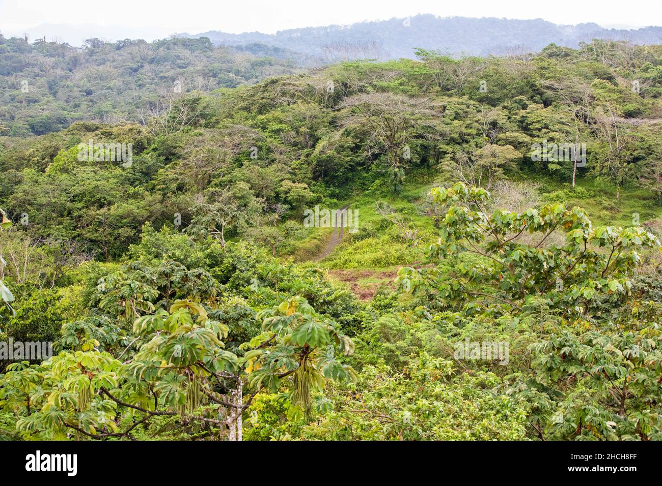 Rainforest arenal region costa hi-res stock photography and images - Alamy