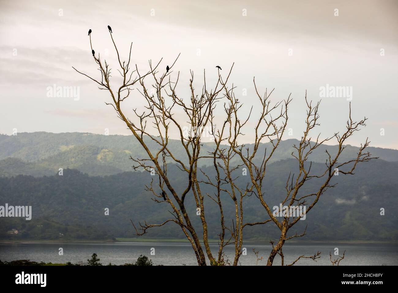 Arenal volcano and arenal cloud forest in the mist in Arenal region ...