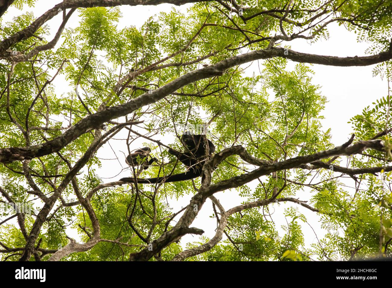 The mantled howler (Alouatta palliata), or golden-mantled howling ...