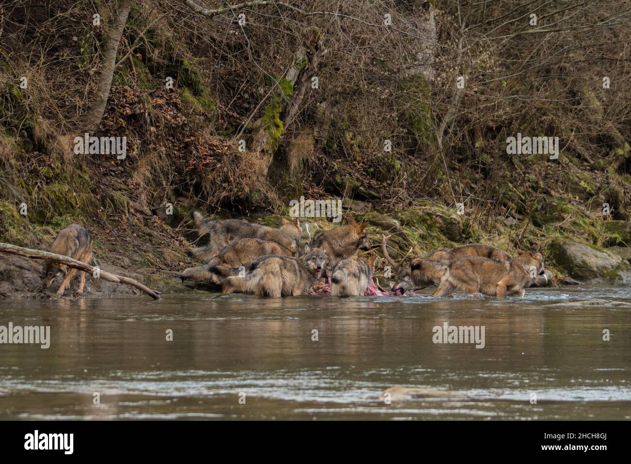 The Wolves eating a deer. Bieszczady Mountains, Carpathians, Poland ...
