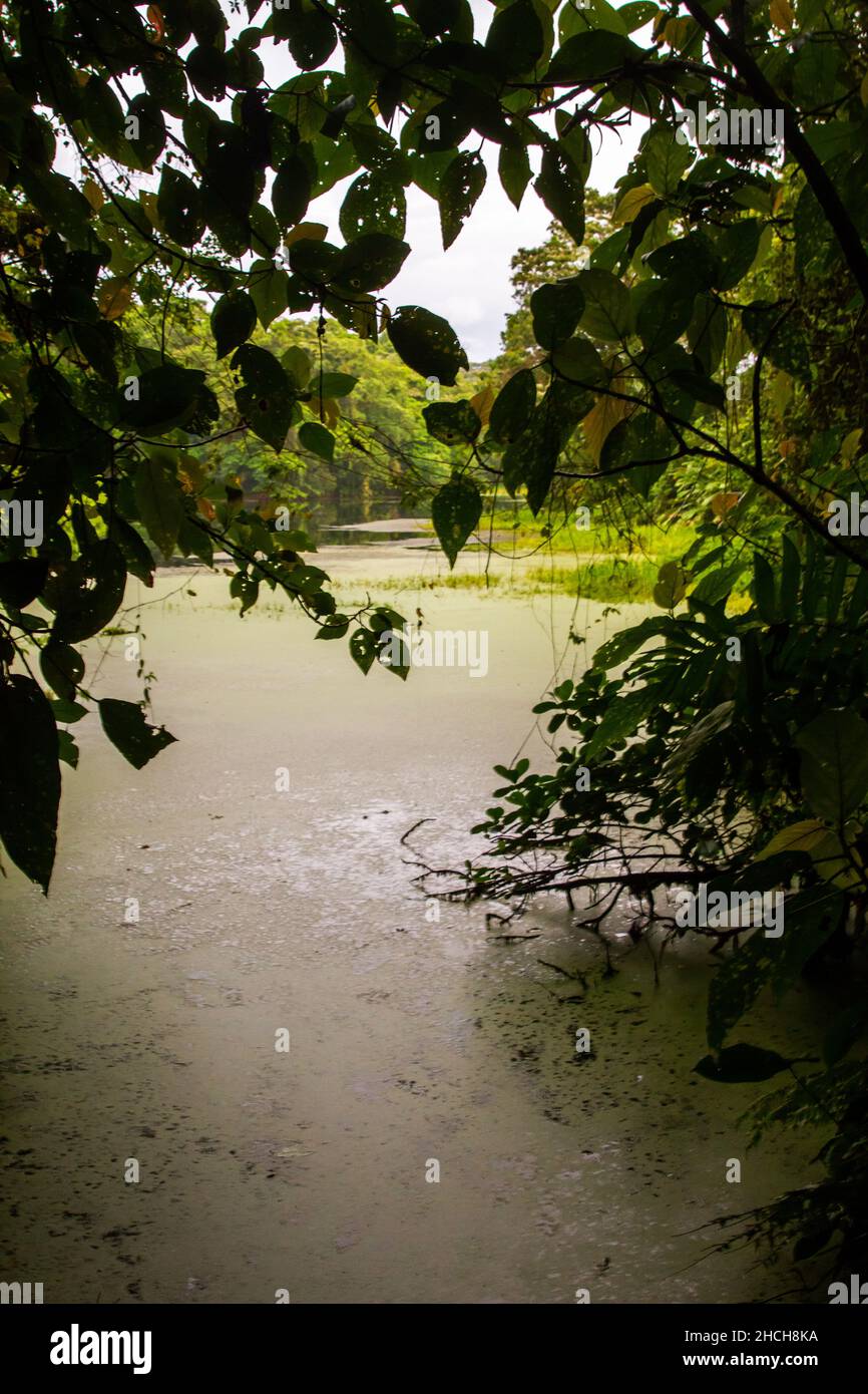 Rainforest arenal region costa hi-res stock photography and images - Alamy