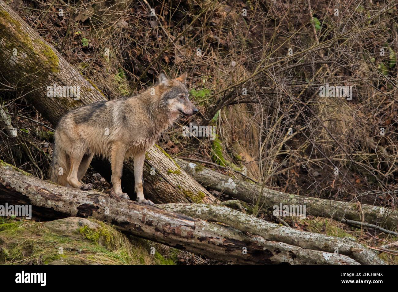 Wolf bieszczady national park hi-res stock photography and images - Alamy