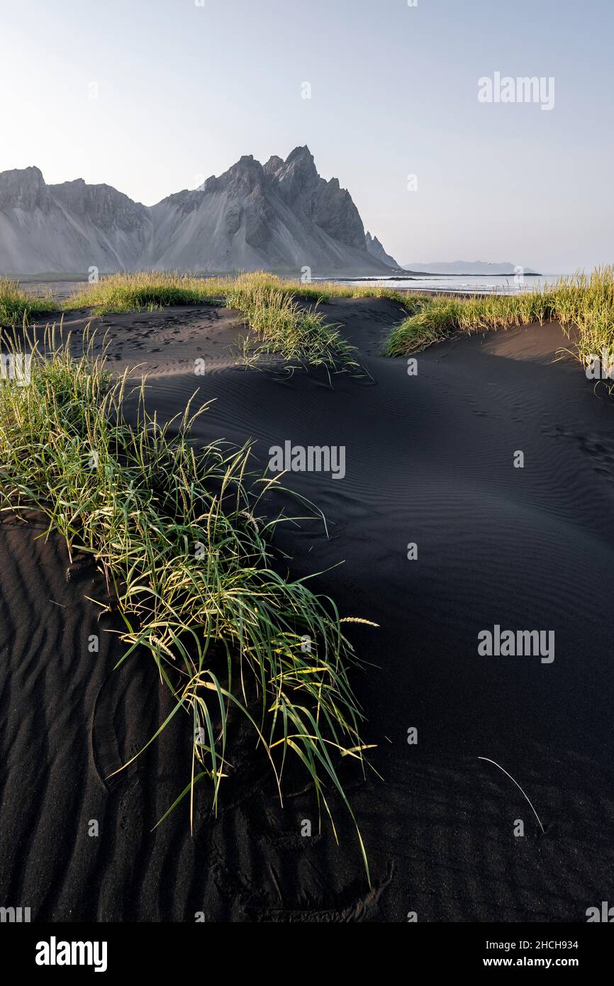 Black lava beach, sandy beach, dunes with dry grass, Stokksnes headland ...