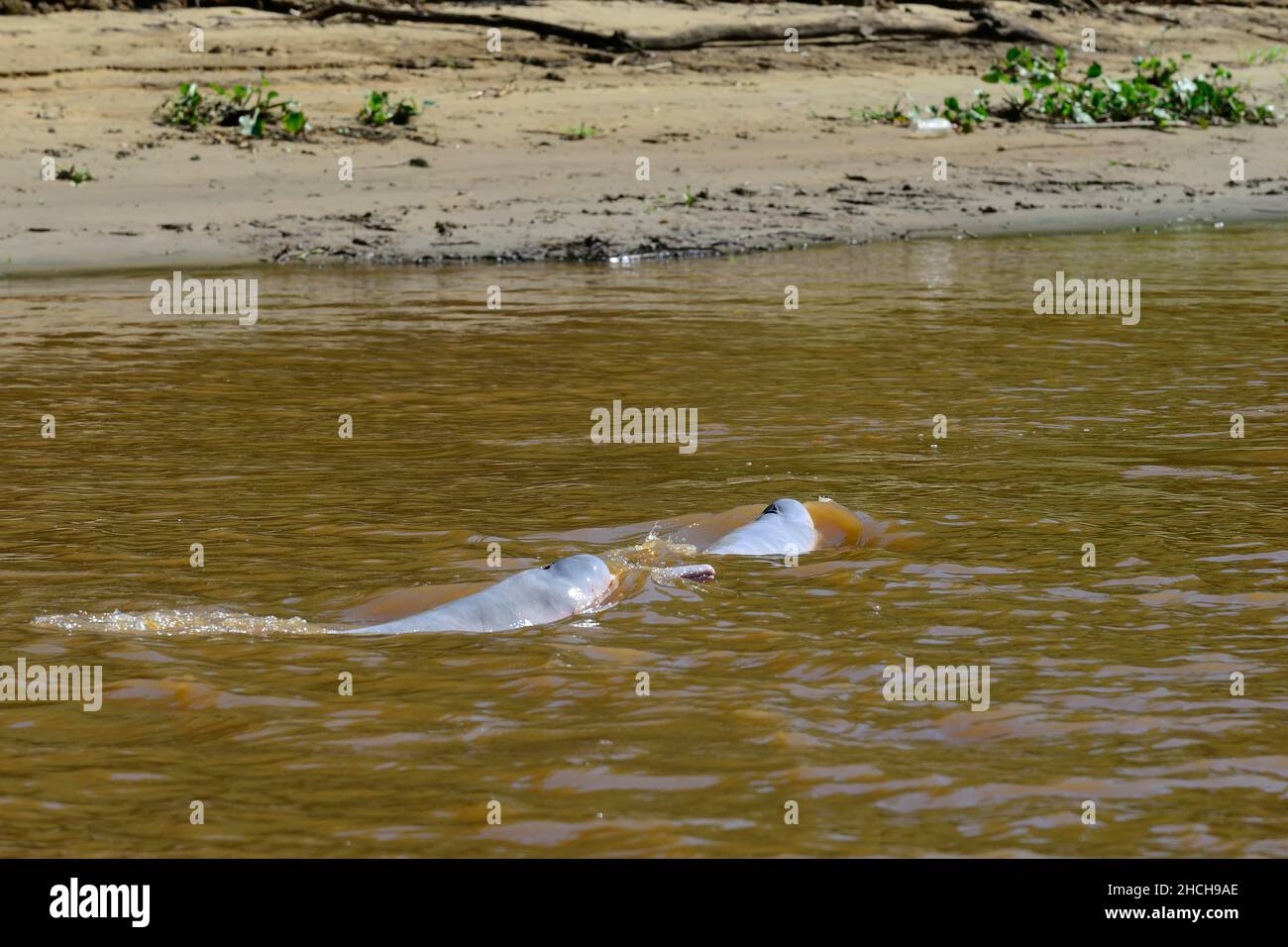 Two bolivian river dolphin (Inia boliviensis) Amazon dolphins, Rio ...