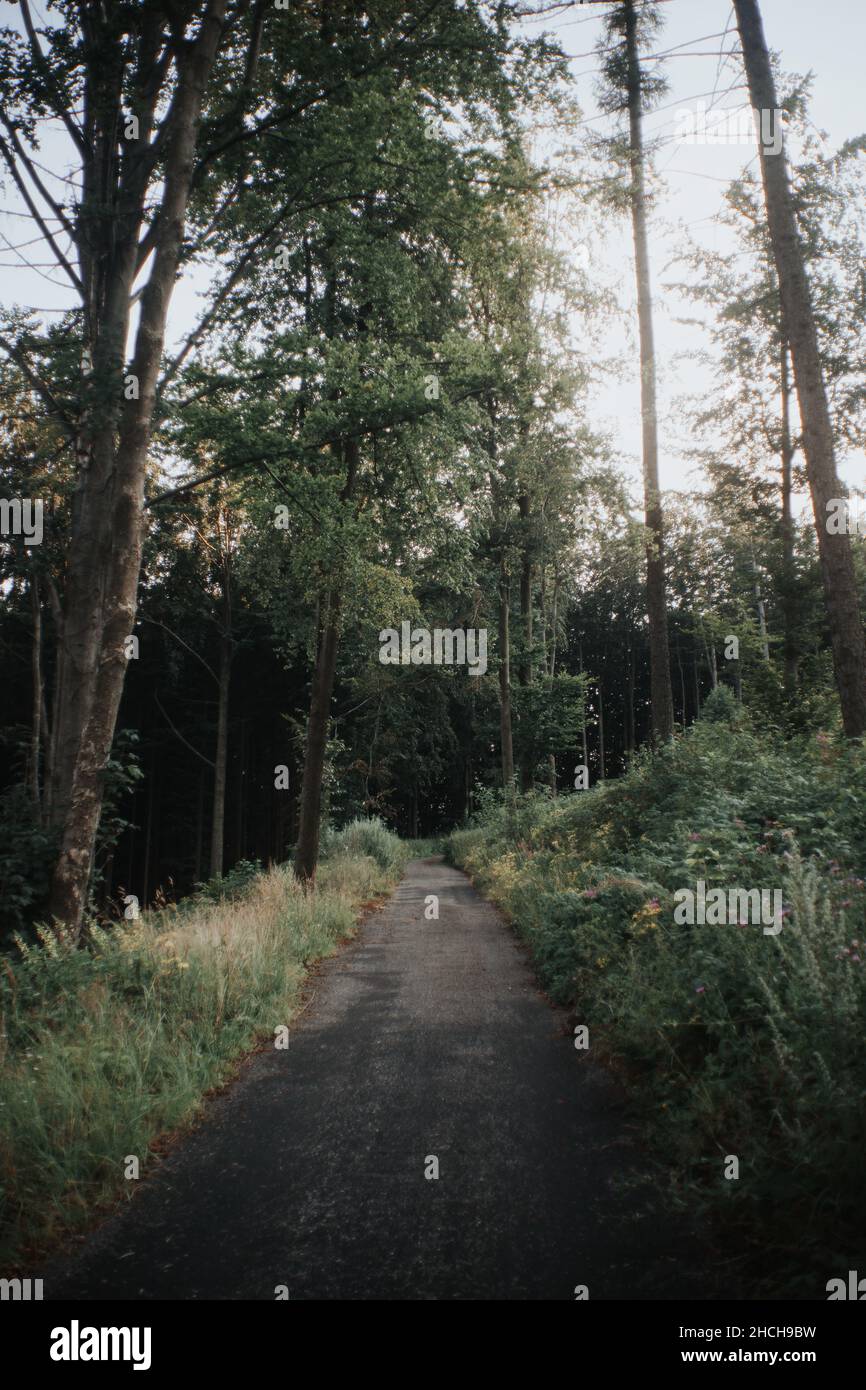 A vertical shot of a narrow walkway in a forest covered in greenery ...