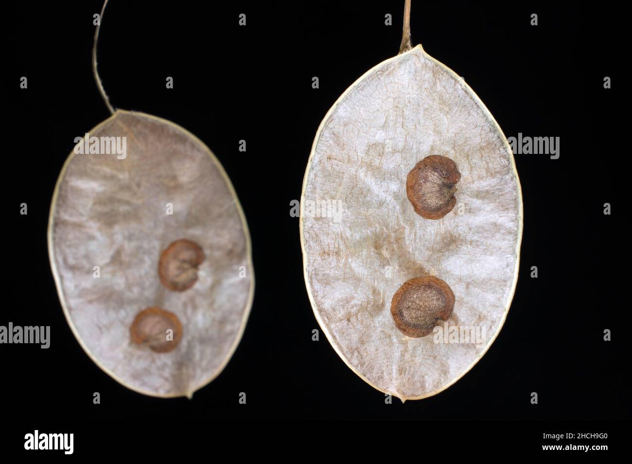 Annual honesty (Lunaria annua) with seeds, studio photograph with black ...