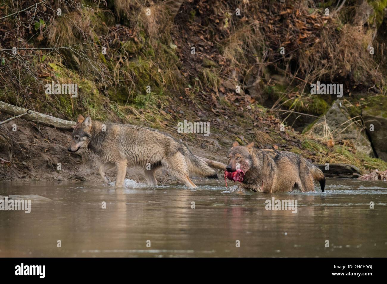 The Wolves eating a deer. Bieszczady Mountains, Carpathians, Poland ...