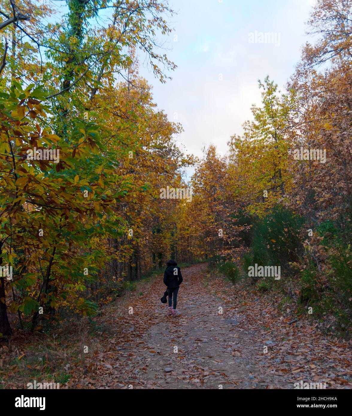 Walk through forest hi-res stock photography and images - Alamy