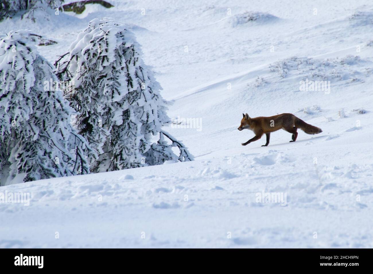 Red fox winter hi-res stock photography and images - Alamy