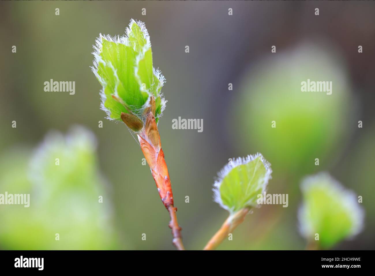 New leaves on a beech, beech family (Fagaceae), forest, Leibertingen ...