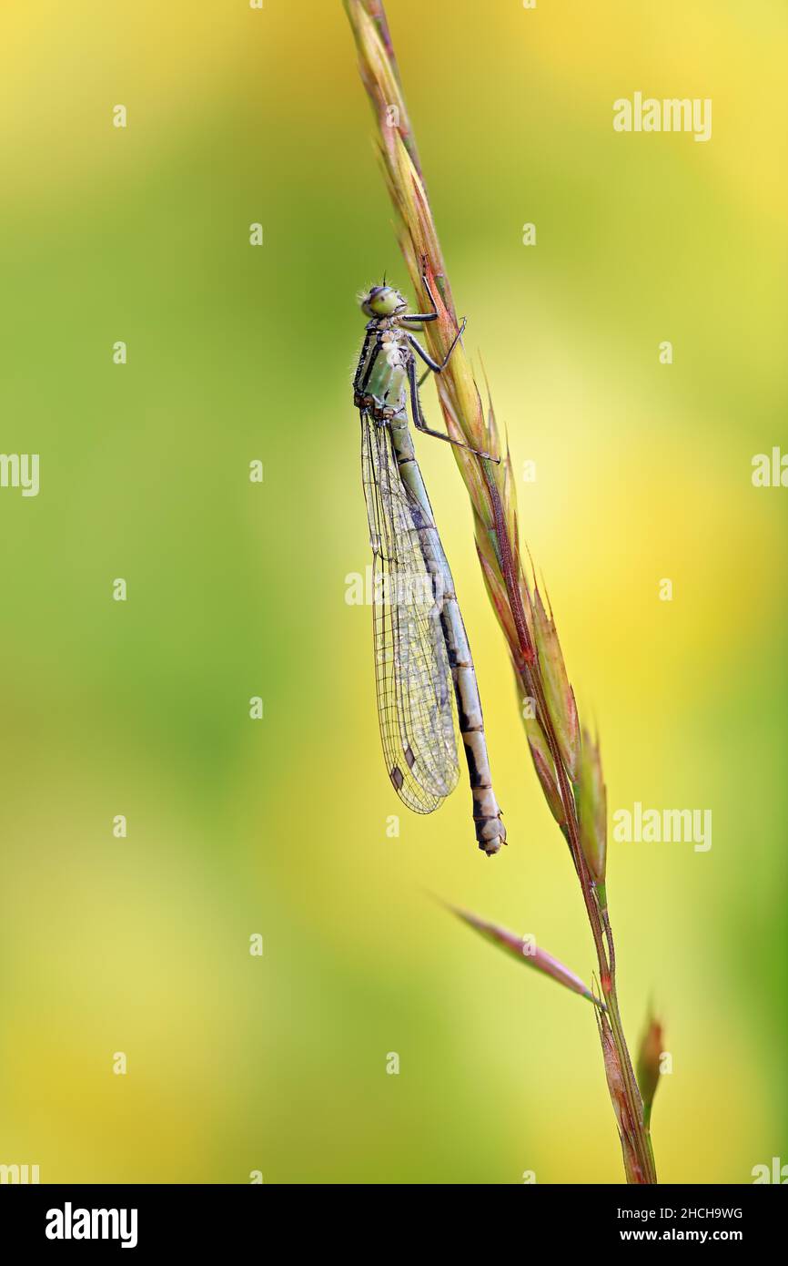 Azure damselfly (Coenagrion puella), pond damsel (Coenagrionidae ...
