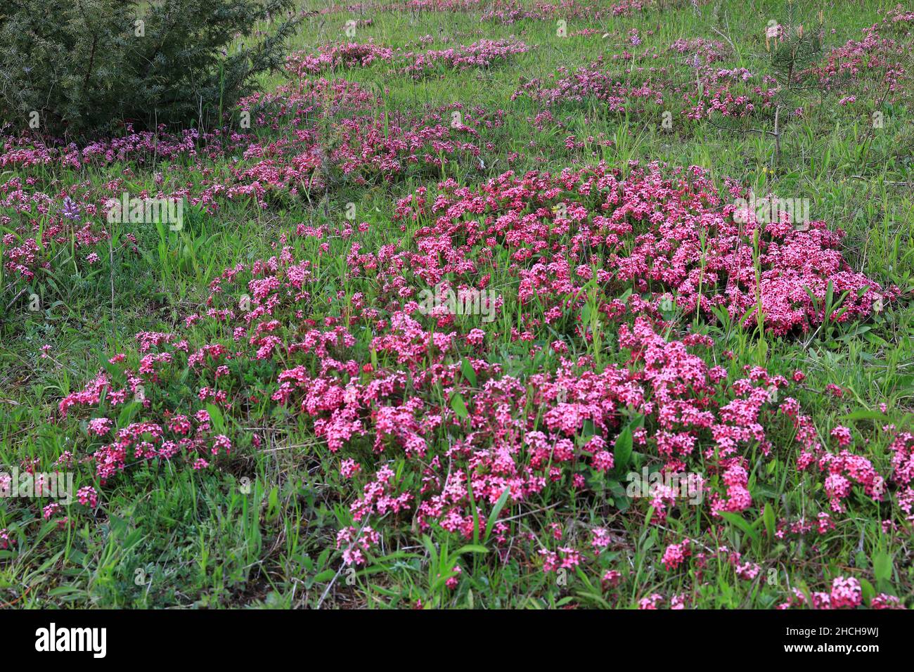 Groups of garland flower (Daphne cneorum), Thymelaeaceae, semi-arid ...