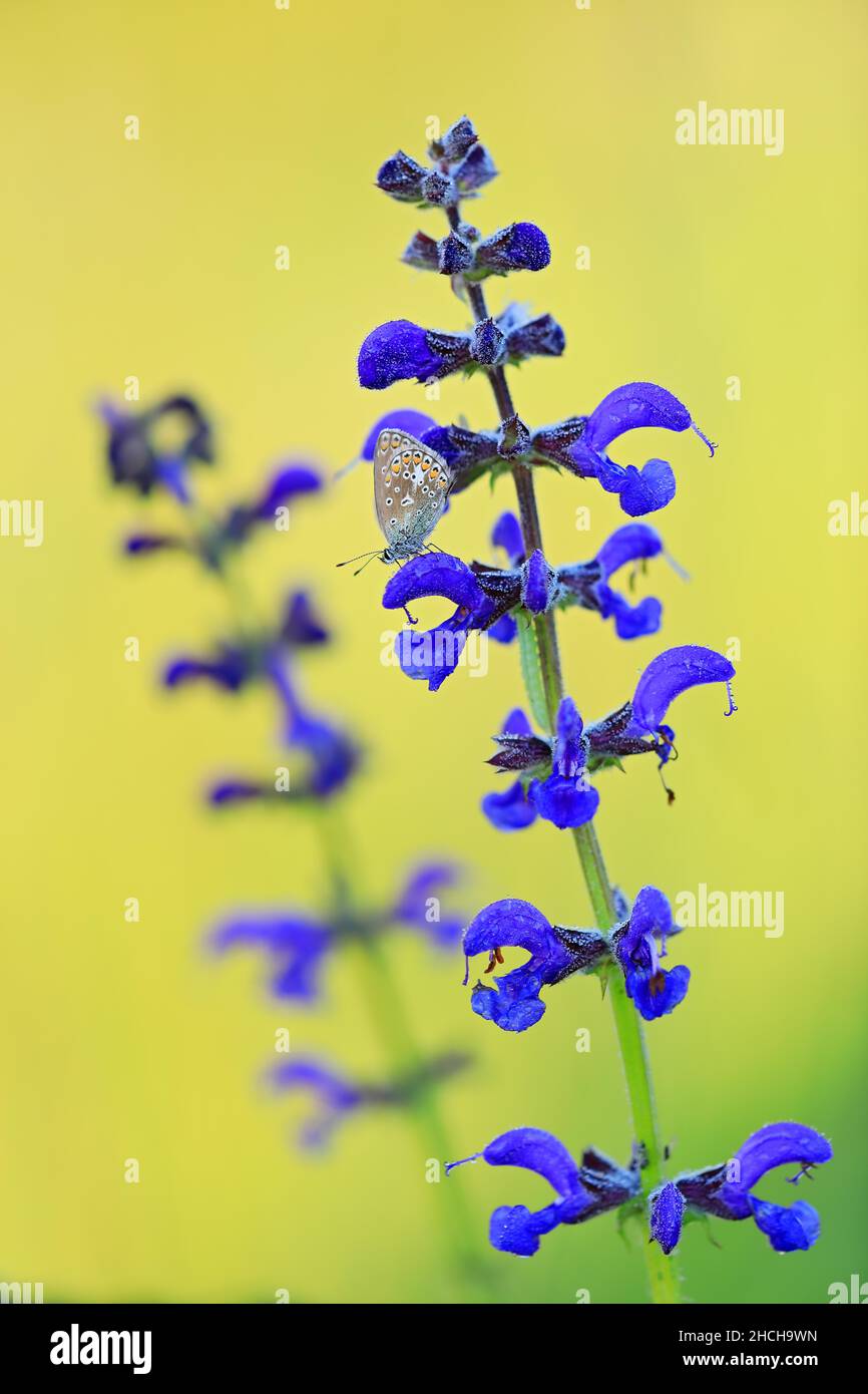 Gossamer winged butterfly (Lycaenidae) in a meadow clary (Salvia ...