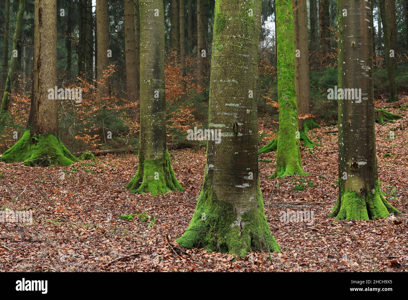 Beech (Fagus) forest, Beech family (Fagaceae), Goeggingen, Krauchenwies ...