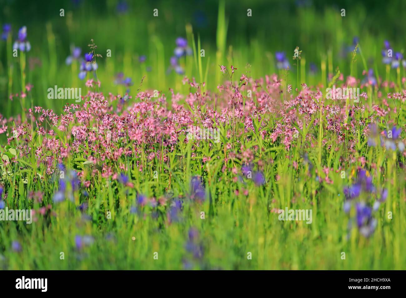 Ragged robin (Lychnis flos-cuculi) between siberian iris (Iris sibirica ...