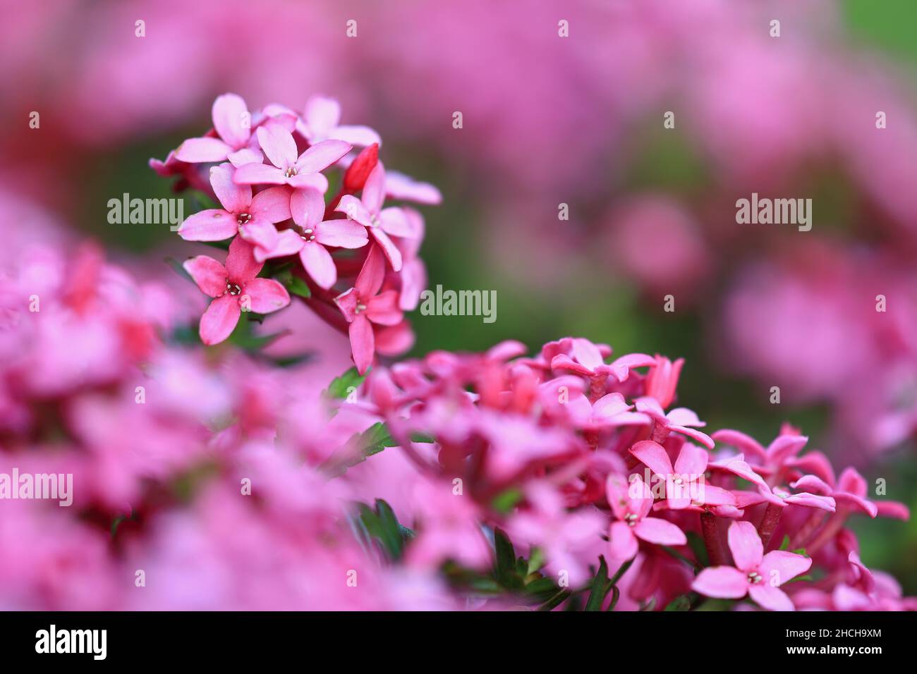 Garland flower (Daphne cneorum), Thymelaeaceae, semi-arid grassland ...