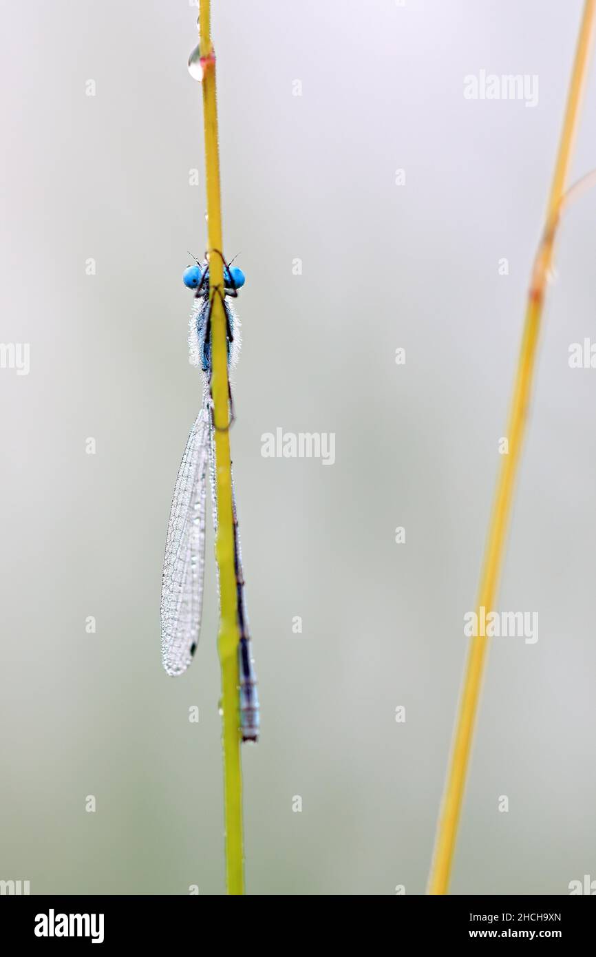 Azure damselfly (Coenagrion puella), pond damsel (Coenagrionidae ...