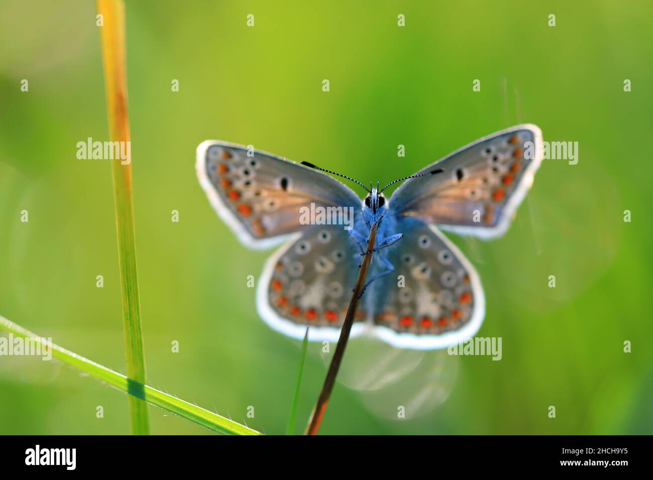 Gossamer winged butterfly (Lycaenidae) sunbathing, Bergsteig, Fridingen ...