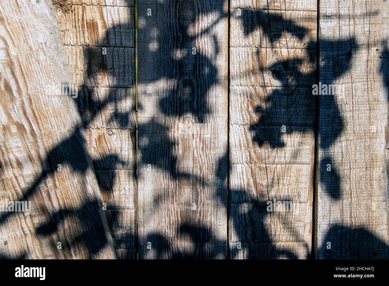 Hard shadows of a deciduous tree on old wood planks Stock Photo - Alamy