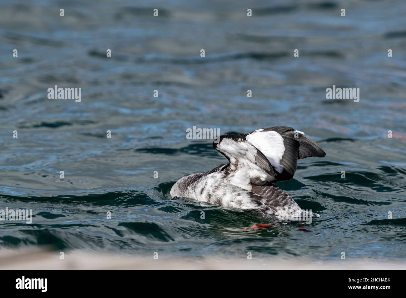 Black Guillemot; Cepphus grylle; Winter Plumage; Shetland; UK Stock ...