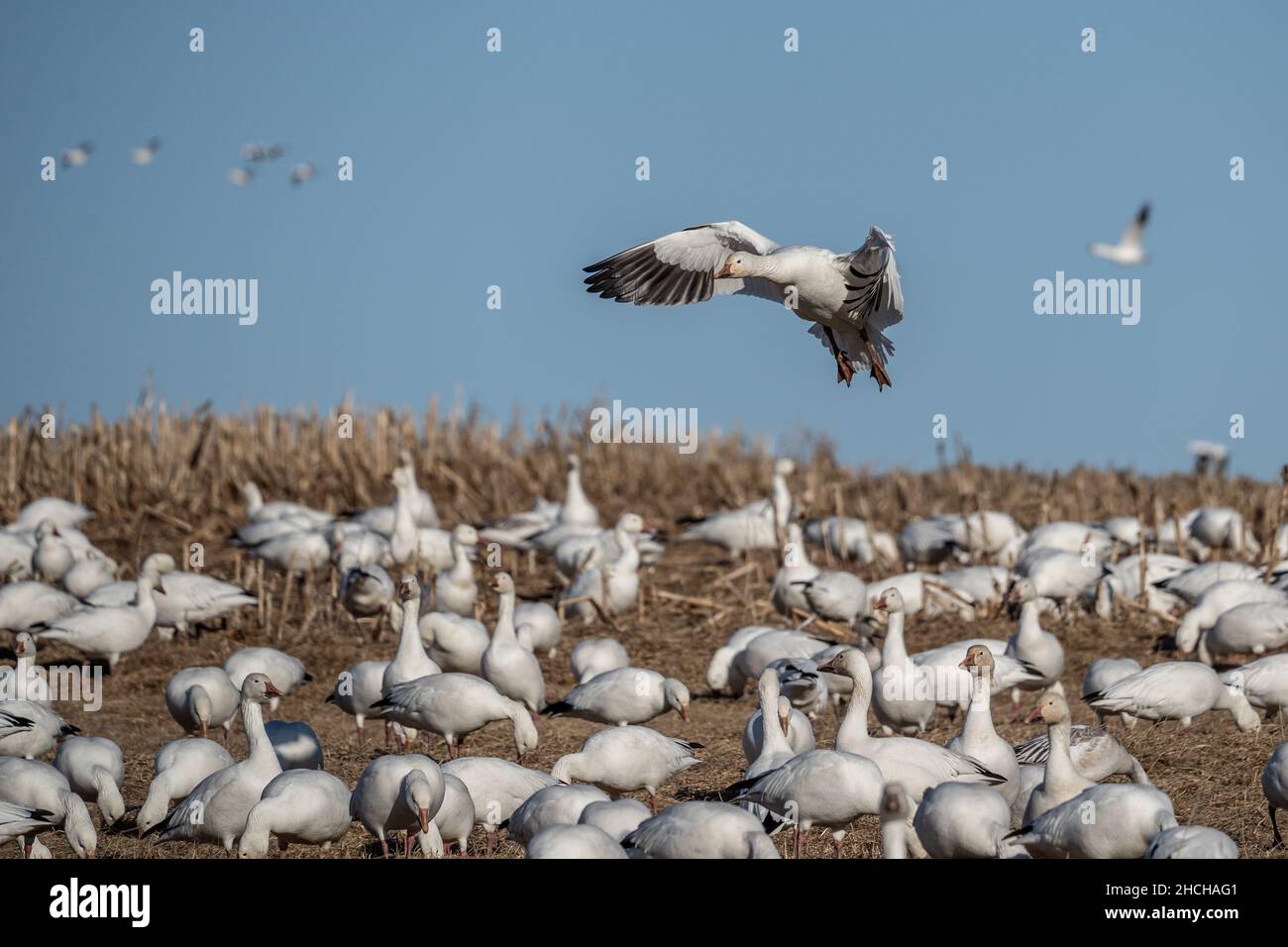 Snow goose landing in corn field, Lancaster, County, Pennsylvania Stock ...