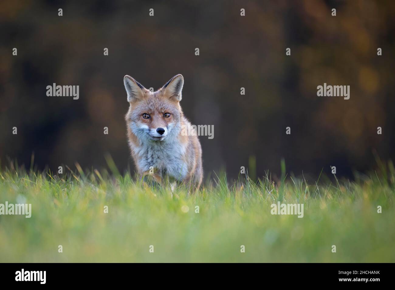 Red fox (Vulpes vulpes) in a meadow, Bitburg, Germany Stock Photo - Alamy